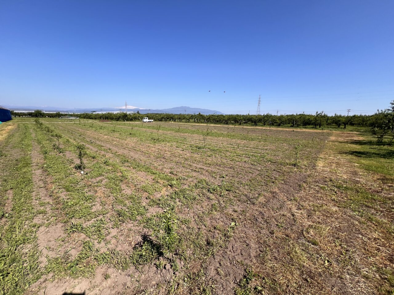 honest farm 2024/5/22 快晴 - 株式会社オネスト